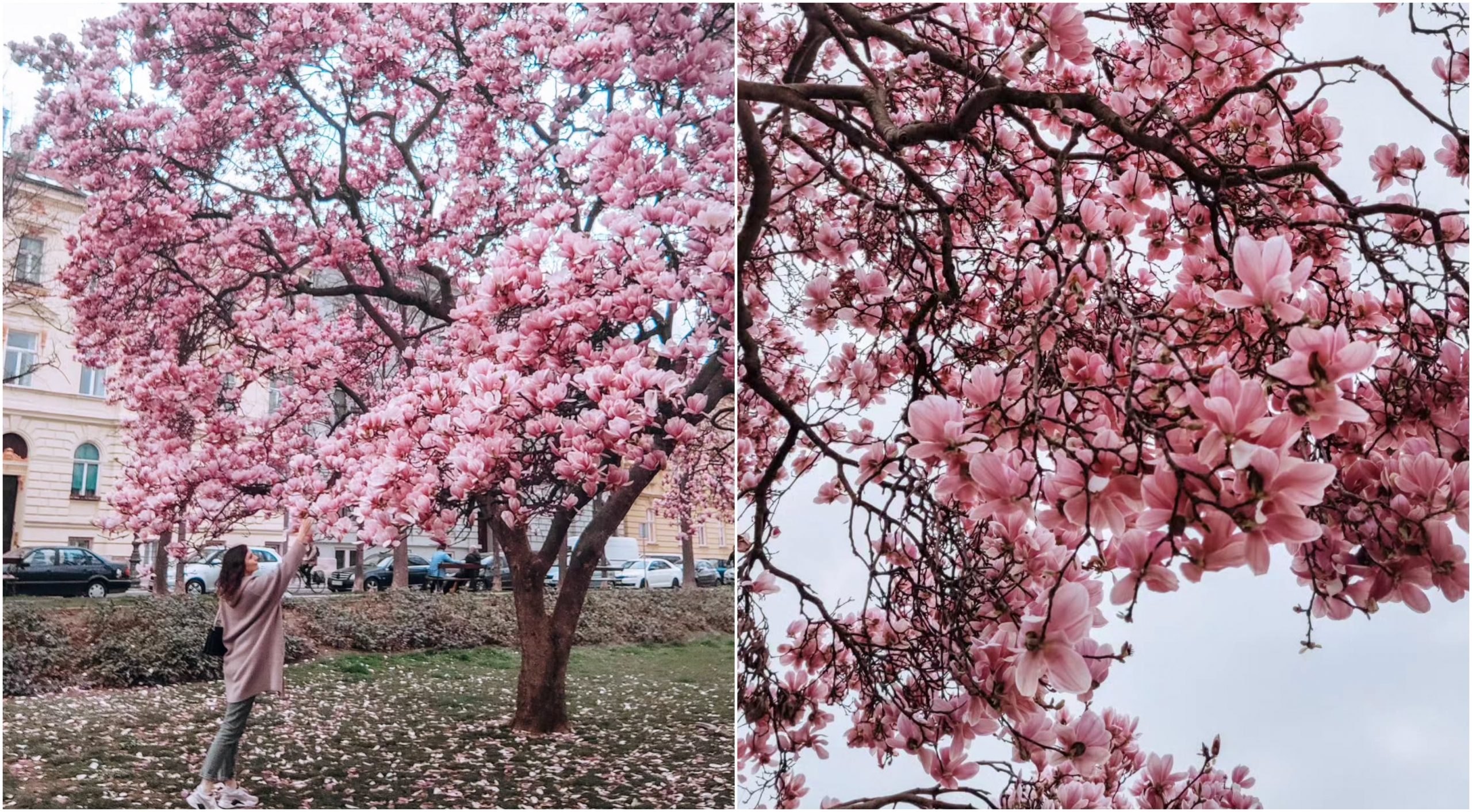 Magnolije na Tomislavcu su počele cvjetati i jedva smo ih dočekali!